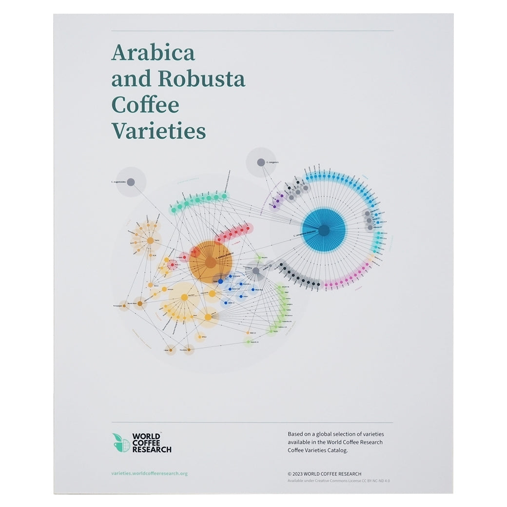 Arabica and Robusta Coffee Varieties (กรอบลอย) – Intercof Corporation ...